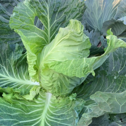 Organic Box - Fresh Vegetables