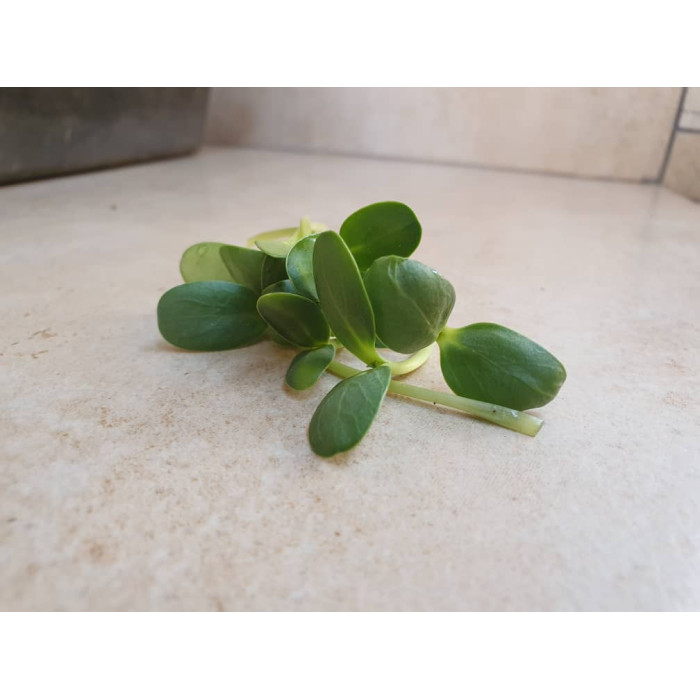 Organic Box - Microgreens, Sunflower - Tub