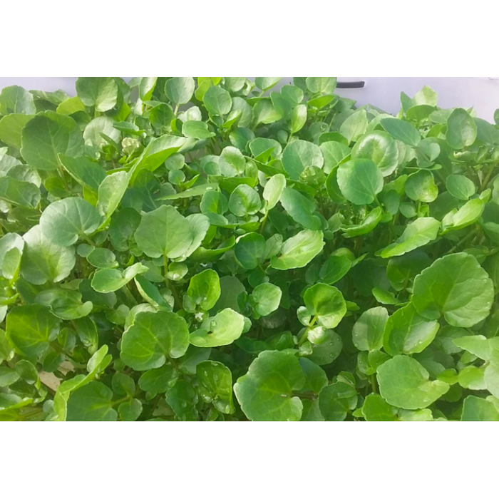 Organic Box - Watercress, Fresh 100g